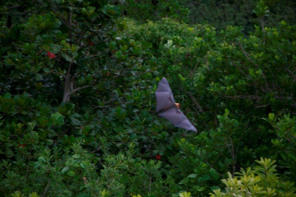 Ecoballade En | Discovery Rodrigues